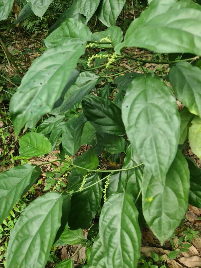 Pokok salang (pucuk daun salang), Furniture & Home Living, Gardening ...