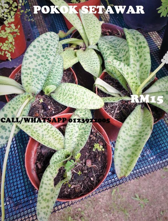 Pokok Setawar, Furniture & Home Living, Gardening, Plants & Seeds on ...