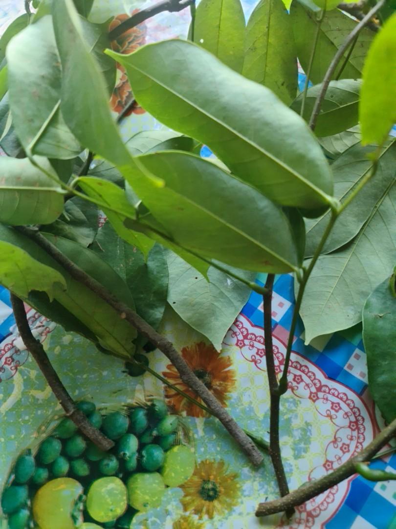 Pokok tuba (batang dan daun pokok tuba), Furniture & Home Living ...