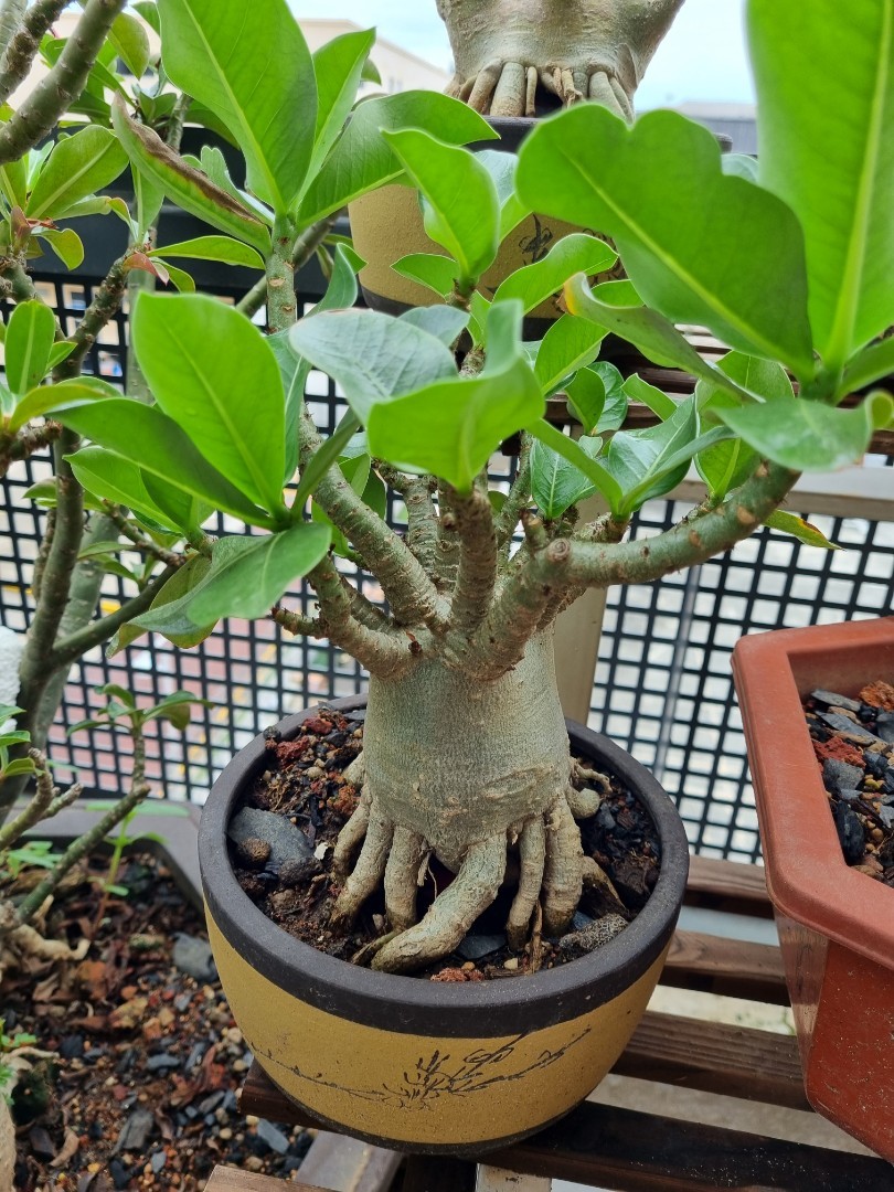 Adenium RCN, Furniture & Home Living, Gardening, Plants & Seeds on ...