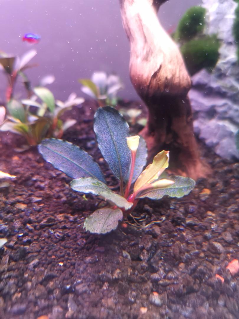 Bucep Bucephalandra Brownie Ghost 2015, Furniture & Home Living ...