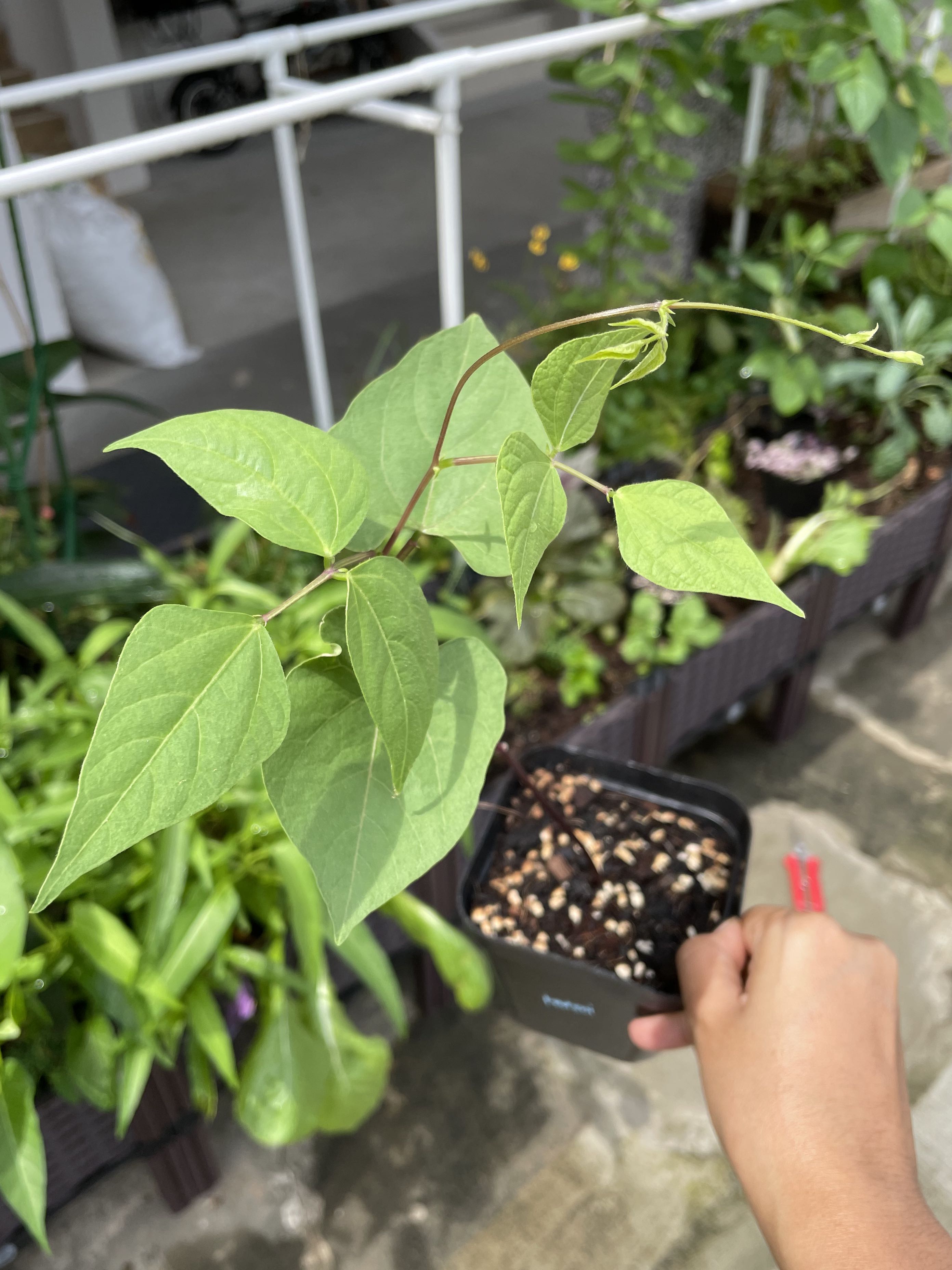 French Bean Seedling, Furniture & Home Living, Gardening, Plants ...