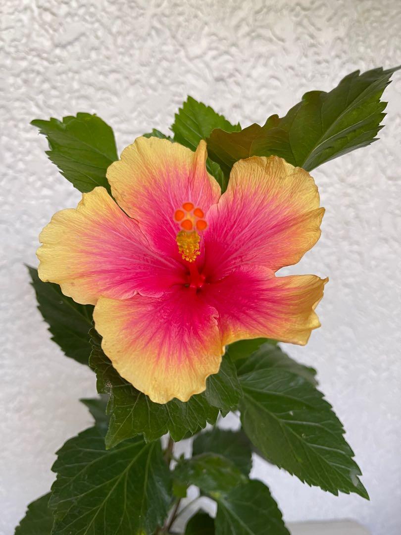 Gumamela (Pink and Yellow), Furniture & Home Living, Gardening, Plants ...