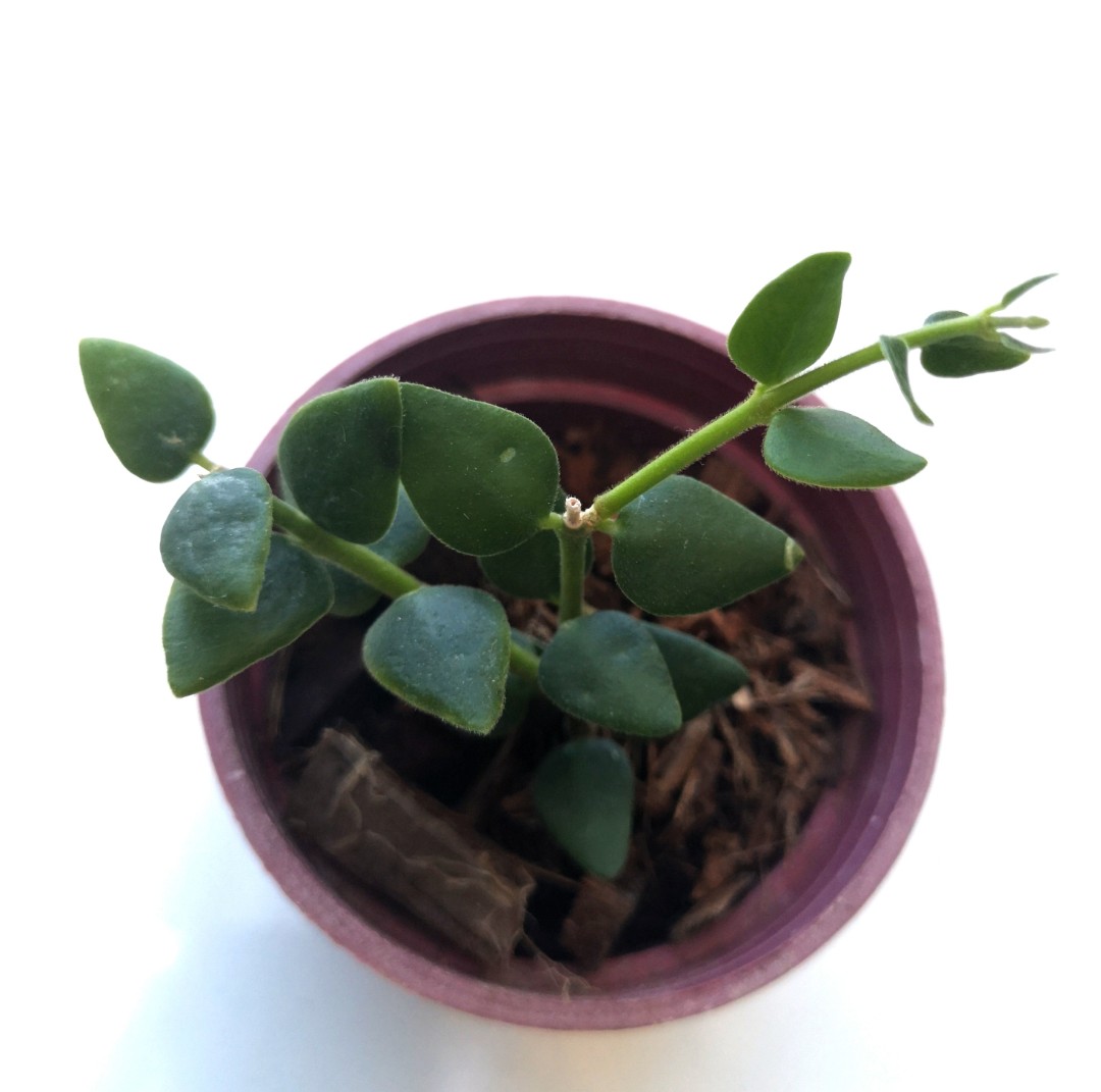 Hoya chinghungensis, Furniture & Home Living, Gardening, Plants & Seeds ...
