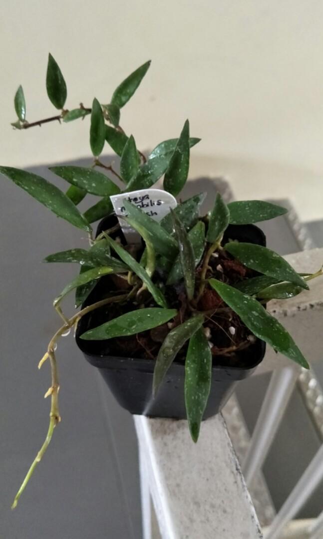 Hoya Mirabilis Splash, Furniture & Home Living, Gardening, Plants ...