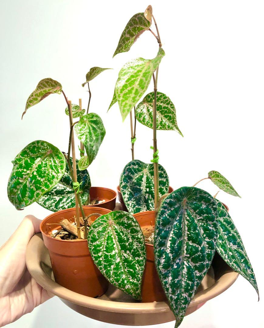 Piper Crocatum, Furniture & Home Living, Gardening, Plants & Seeds on ...