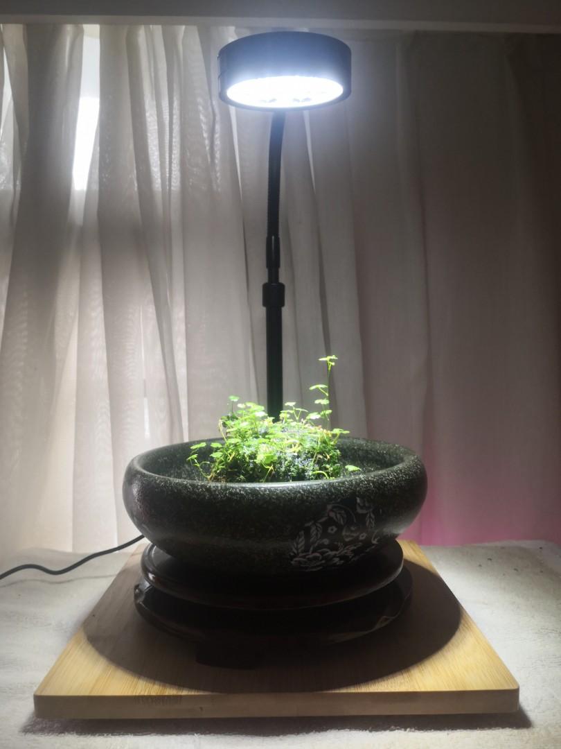 Terrarium / Carnivorous Plant Light with Wooden Base, Furniture & Home ...