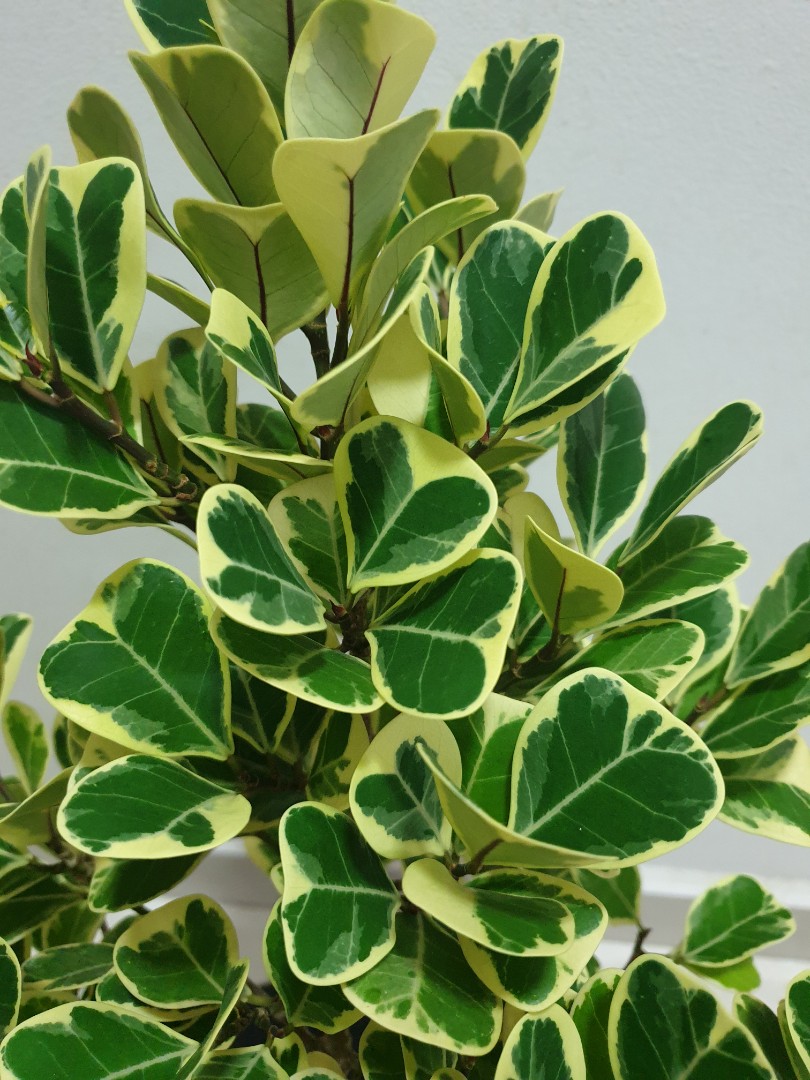 Variegated ficus triangularis, Furniture & Home Living, Gardening ...
