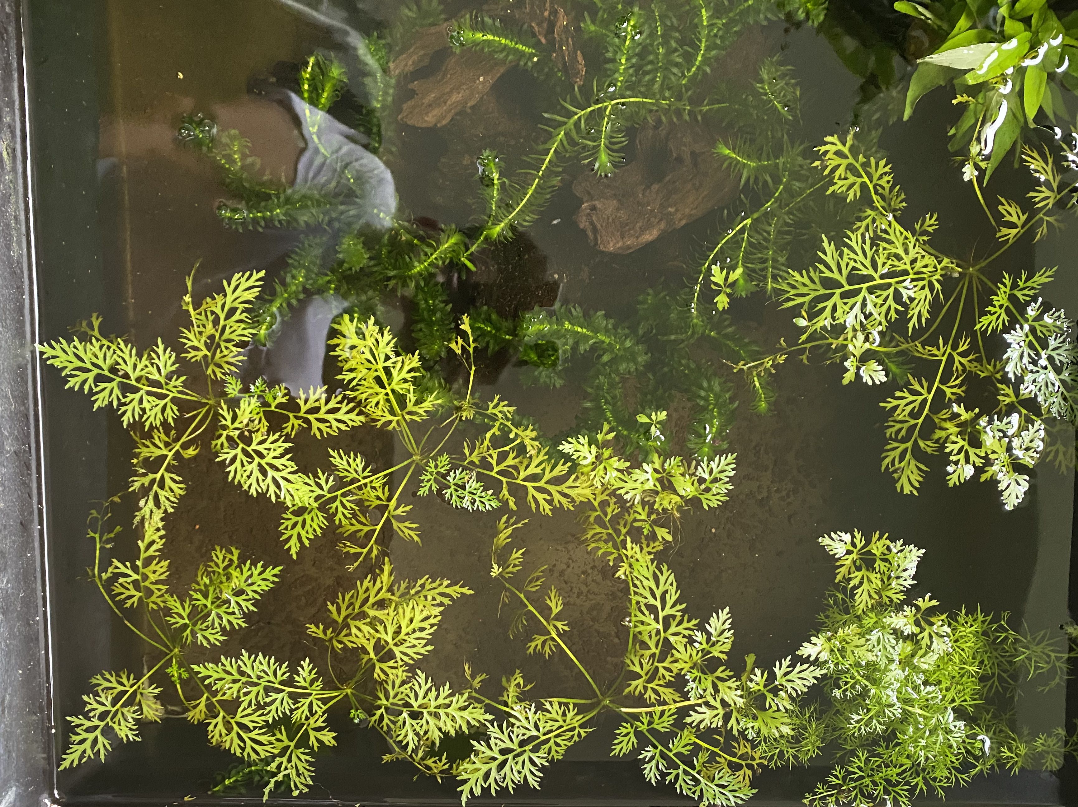 Floating Water Sprite, Furniture & Home Living, Gardening, Plants ...