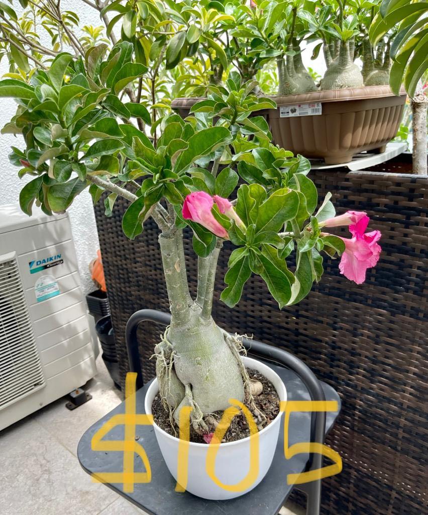 adenium fu gui hua plants, Furniture & Home Living, Gardening, Plants ...