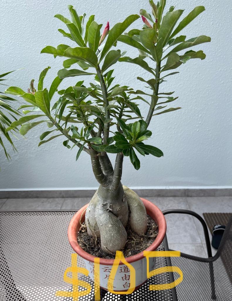 adenium fu gui hua plants, Furniture & Home Living, Gardening, Plants ...
