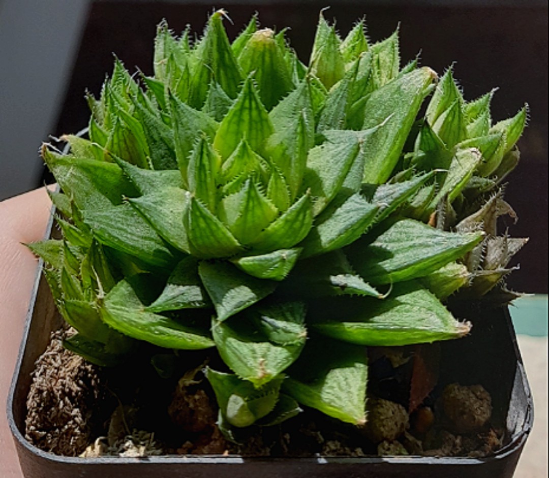 FOC for any purchase above $20, Furniture & Home Living, Gardening ...