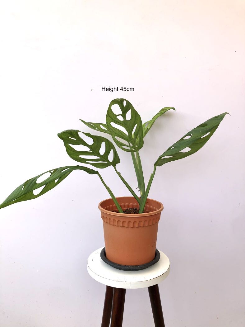 Monstera Adansonii Narrow Form, Furniture & Home Living, Gardening ...