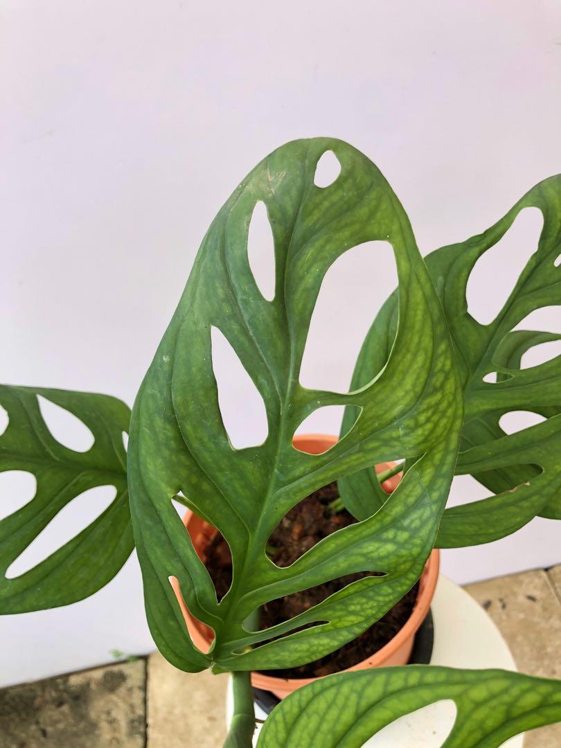 Monstera Adansonii Narrow Form, Furniture & Home Living, Gardening ...