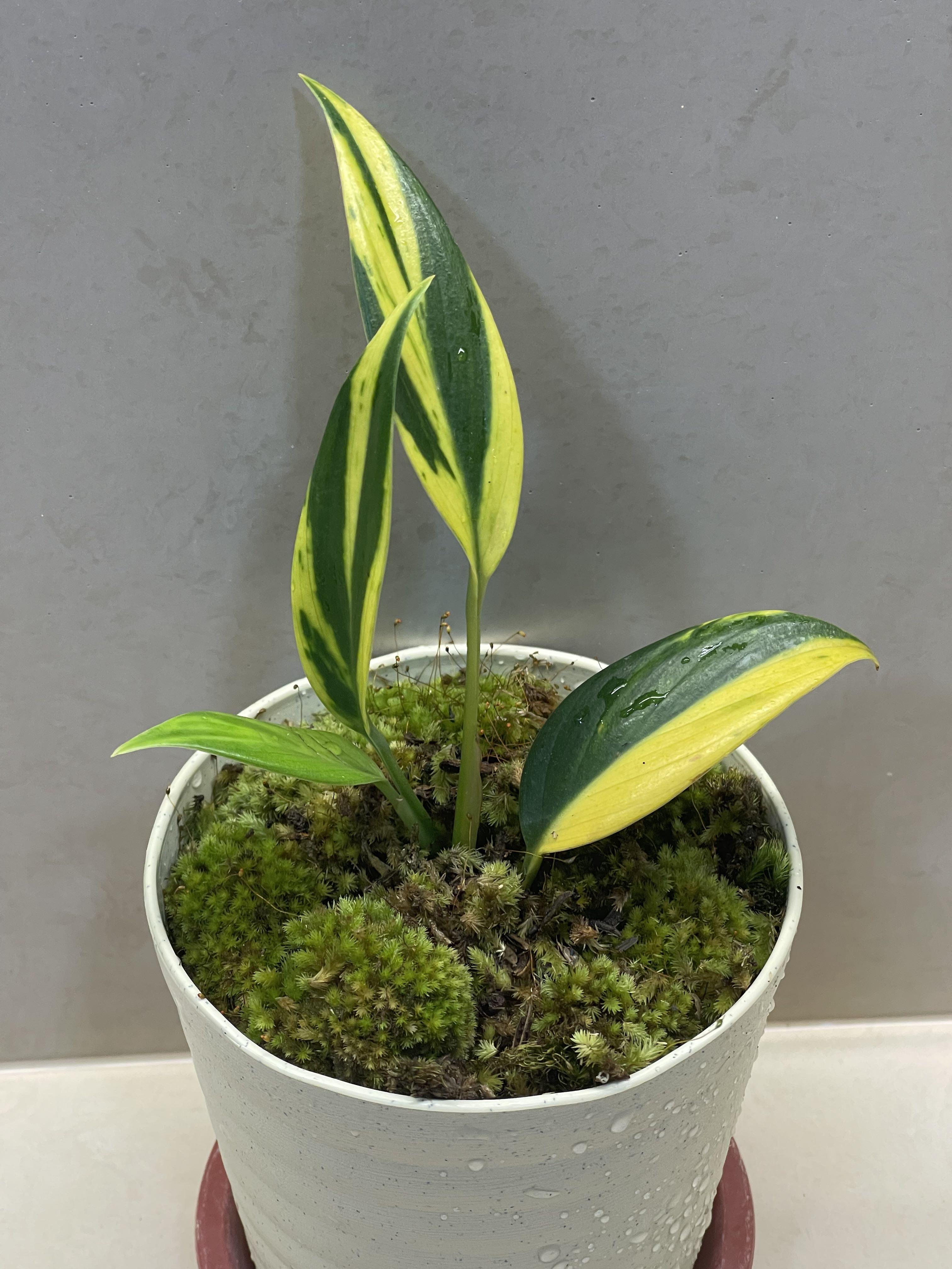 Rare Scindapsus Coriaceus Variegated, Furniture & Home Living ...