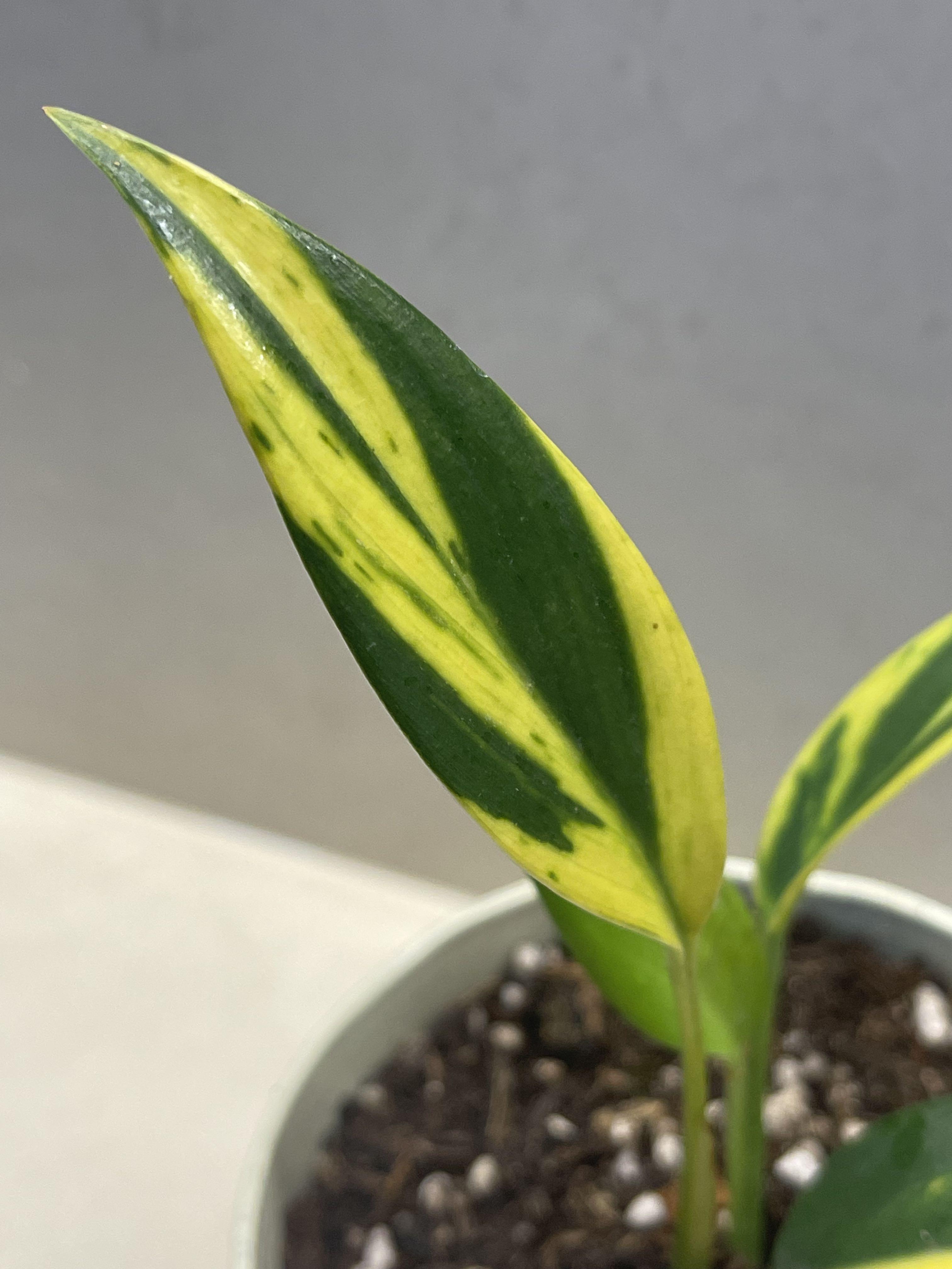 Rare Scindapsus Coriaceus Variegated, Furniture & Home Living ...