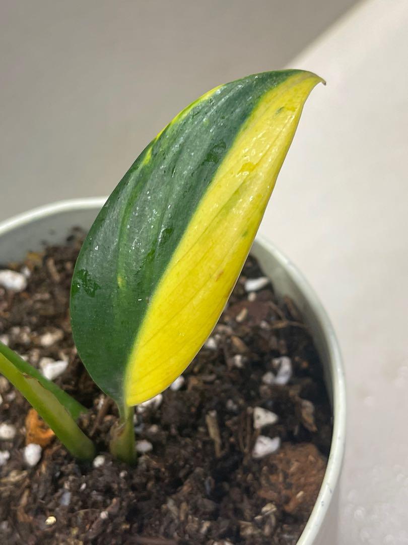 Rare Scindapsus Coriaceus Variegated, Furniture & Home Living ...