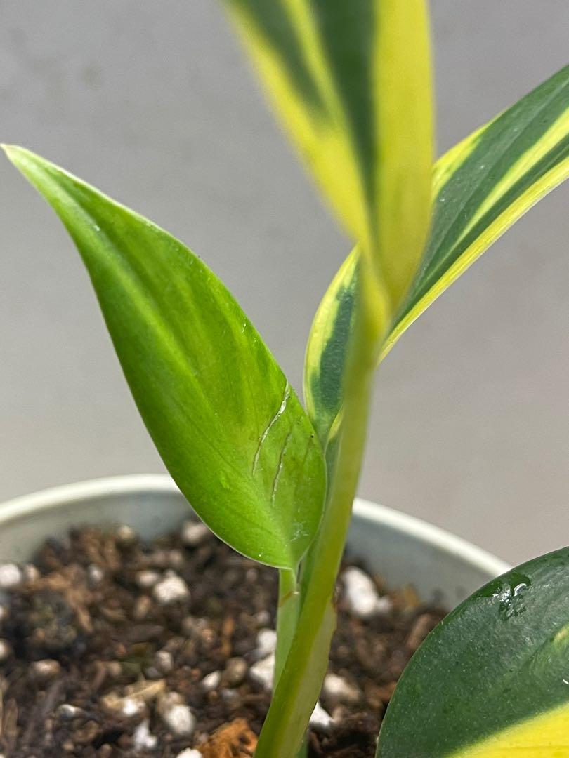 Rare Scindapsus Coriaceus Variegated, Furniture & Home Living ...