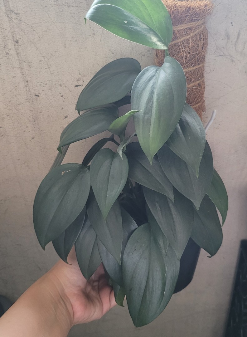 Scindapsus Hederaceus, Furniture & Home Living, Gardening, Plants ...