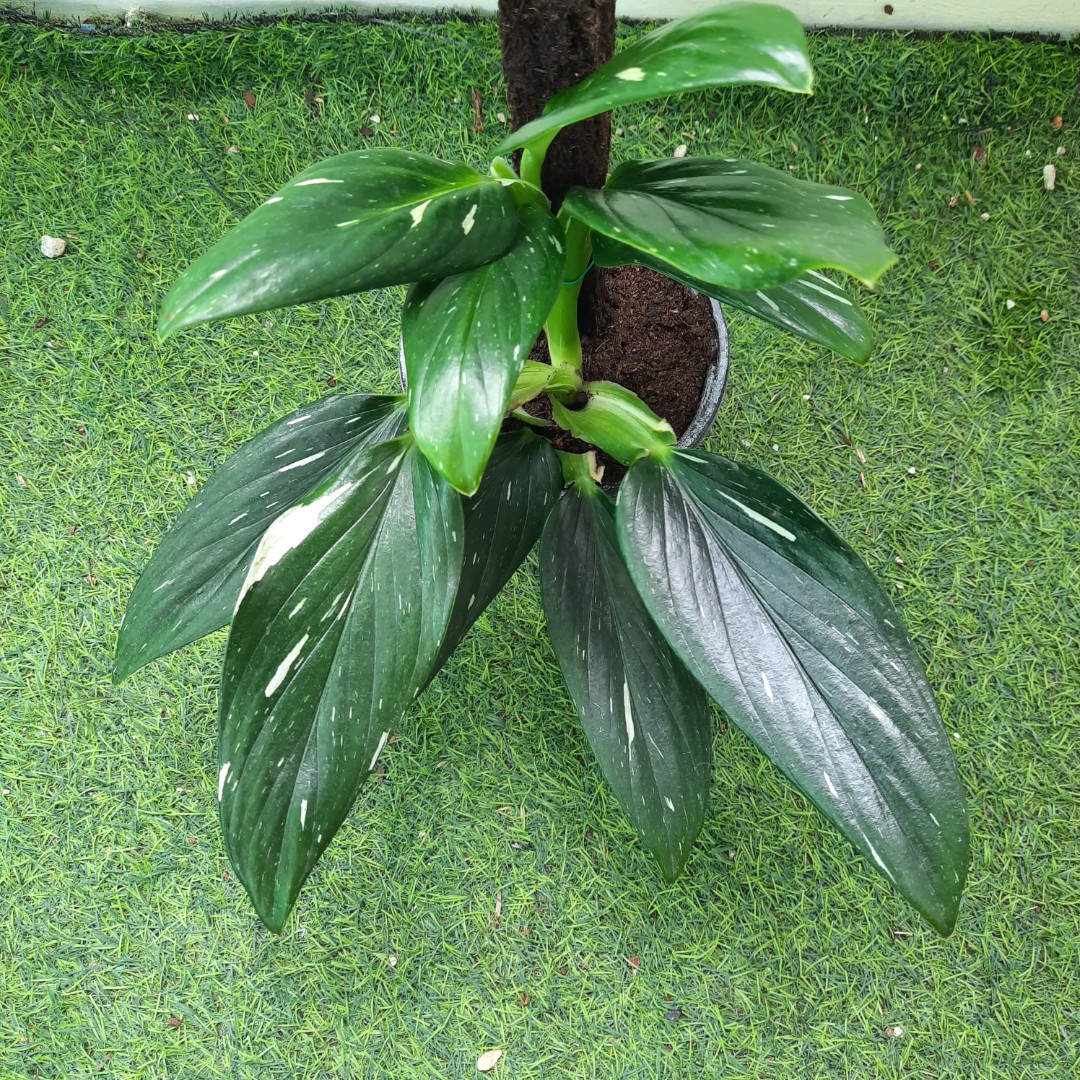 Standleyana albo, Furniture & Home Living, Gardening, Plants & Seeds on ...