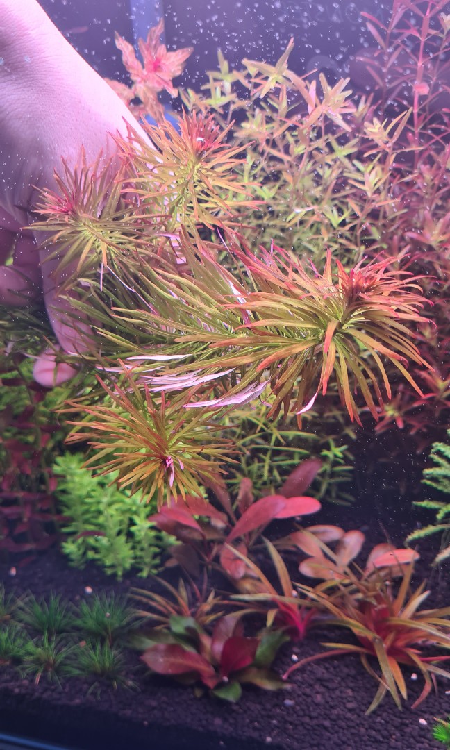 Super Rare - Ludwigia Inclinata "Meta" aquatic plant, Furniture & Home ...
