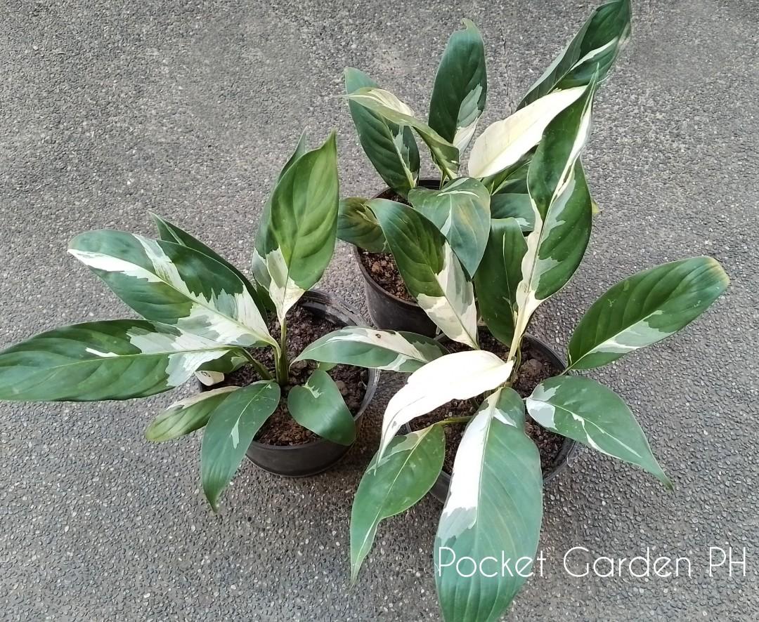 Variegated Peace Lily plant, Furniture & Home Living, Gardening, Plants ...