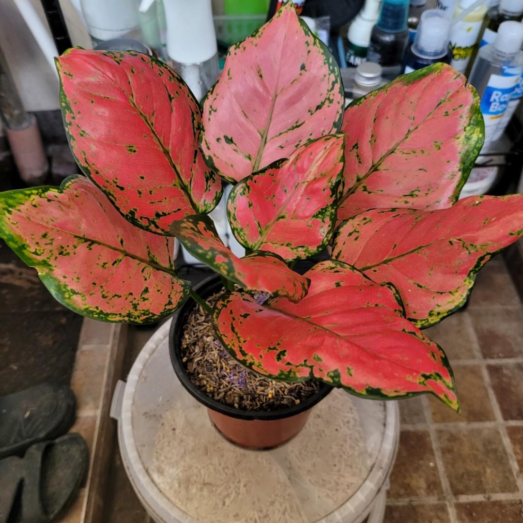 Aglaonema Red Beauty for SALE, Furniture & Home Living, Gardening ...