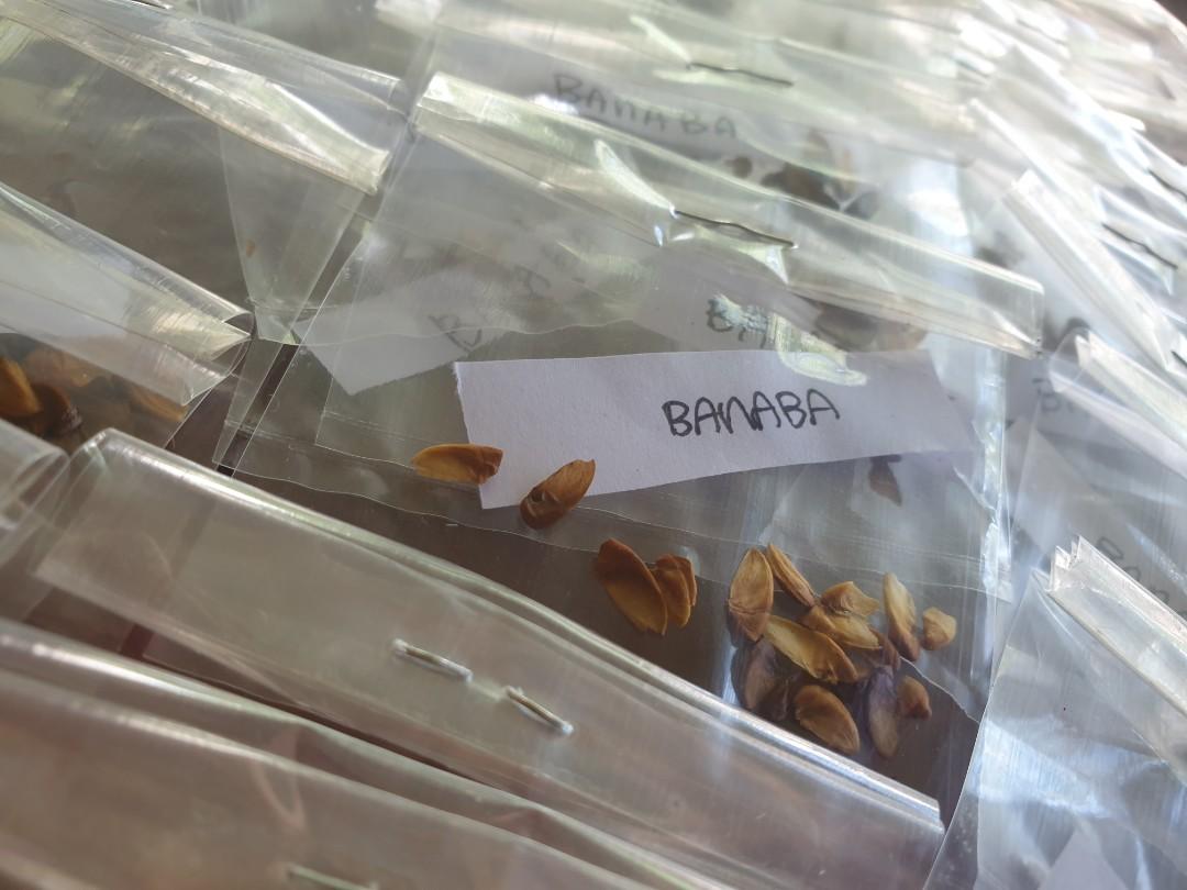 BANABA (Lagerstroemia speciosa) SEEDS FOR SALE!, Furniture & Home ...