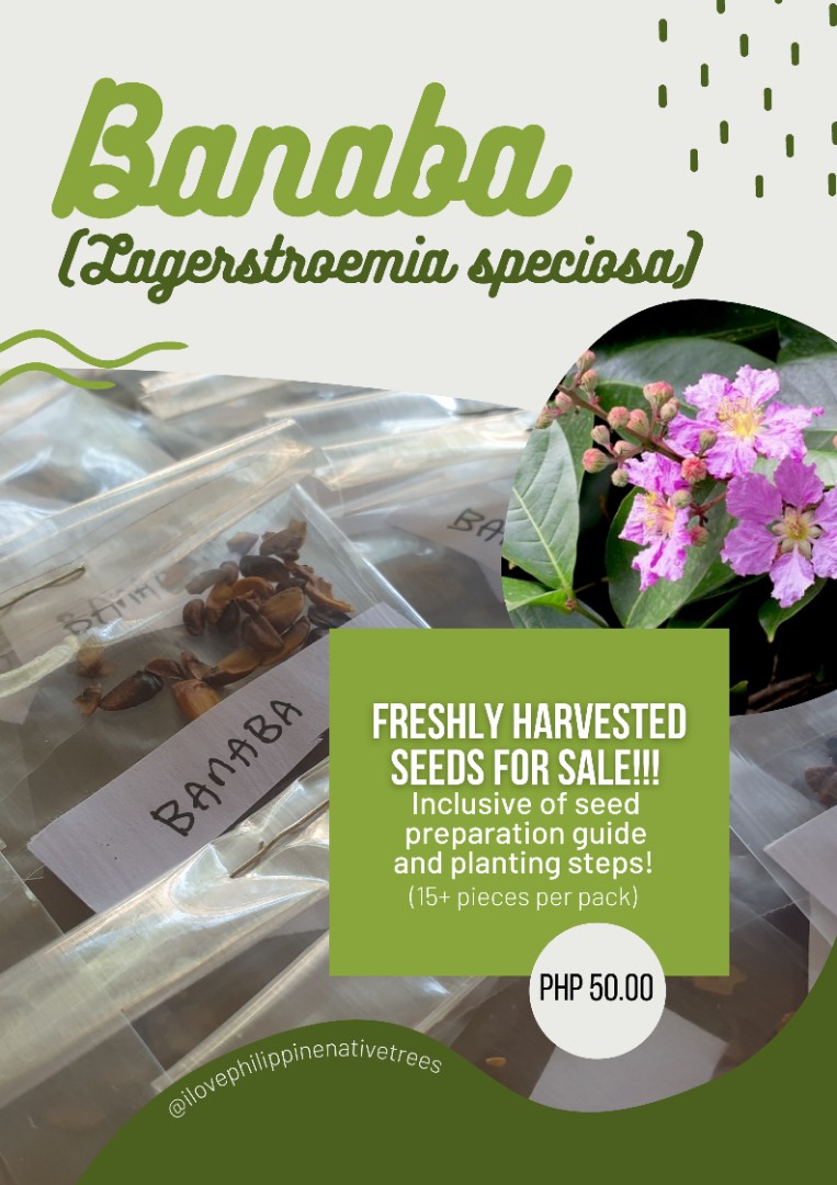 BANABA (Lagerstroemia speciosa) SEEDS FOR SALE!, Furniture & Home ...