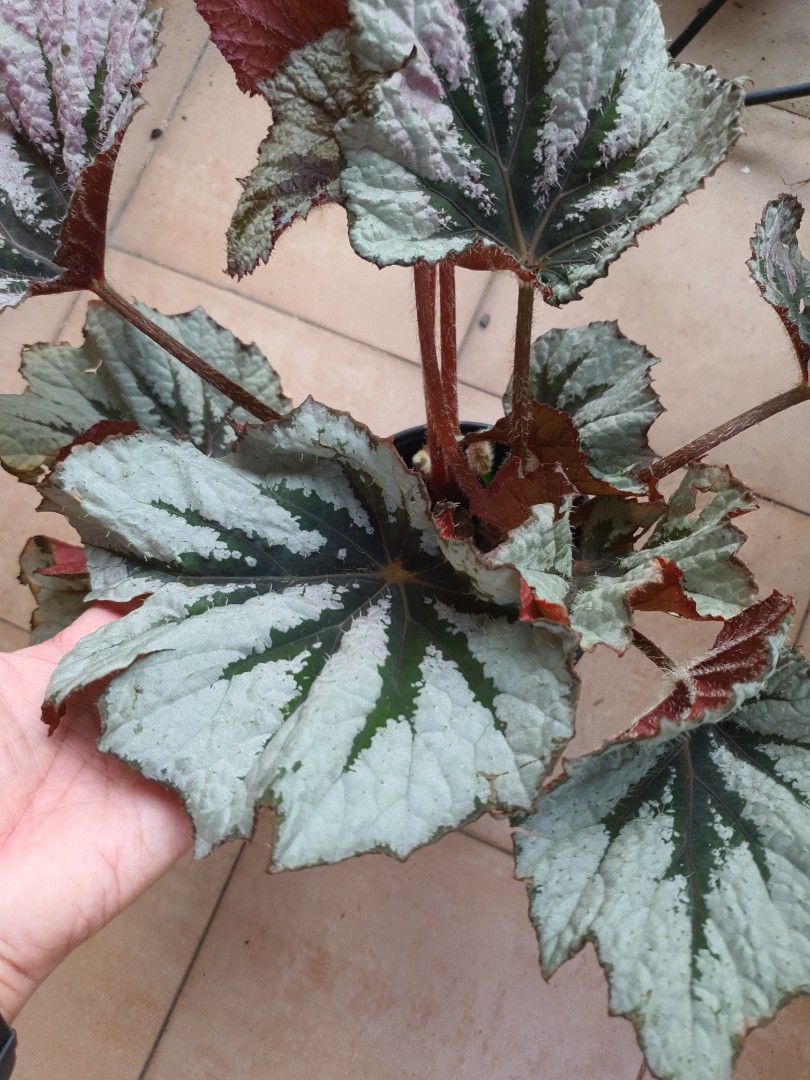 Begonia, Furniture & Home Living, Gardening, Plants & Seeds on Carousell
