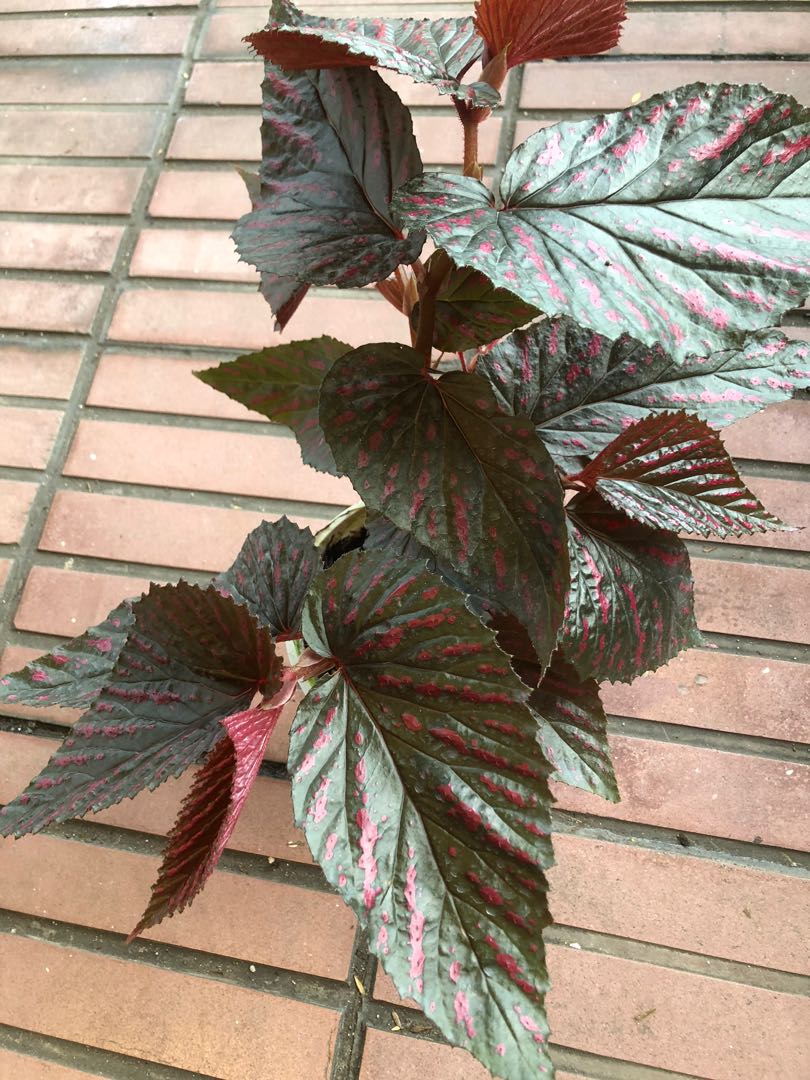 Begonia Brevirimosa , Furniture & Home Living, Gardening, Plants ...