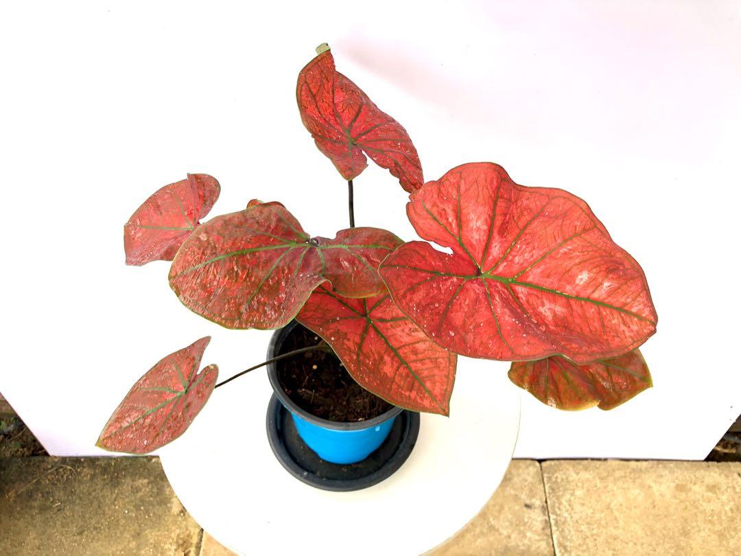 Caladium New Wave, Festivia, Furniture & Home Living, Gardening, Plants ...