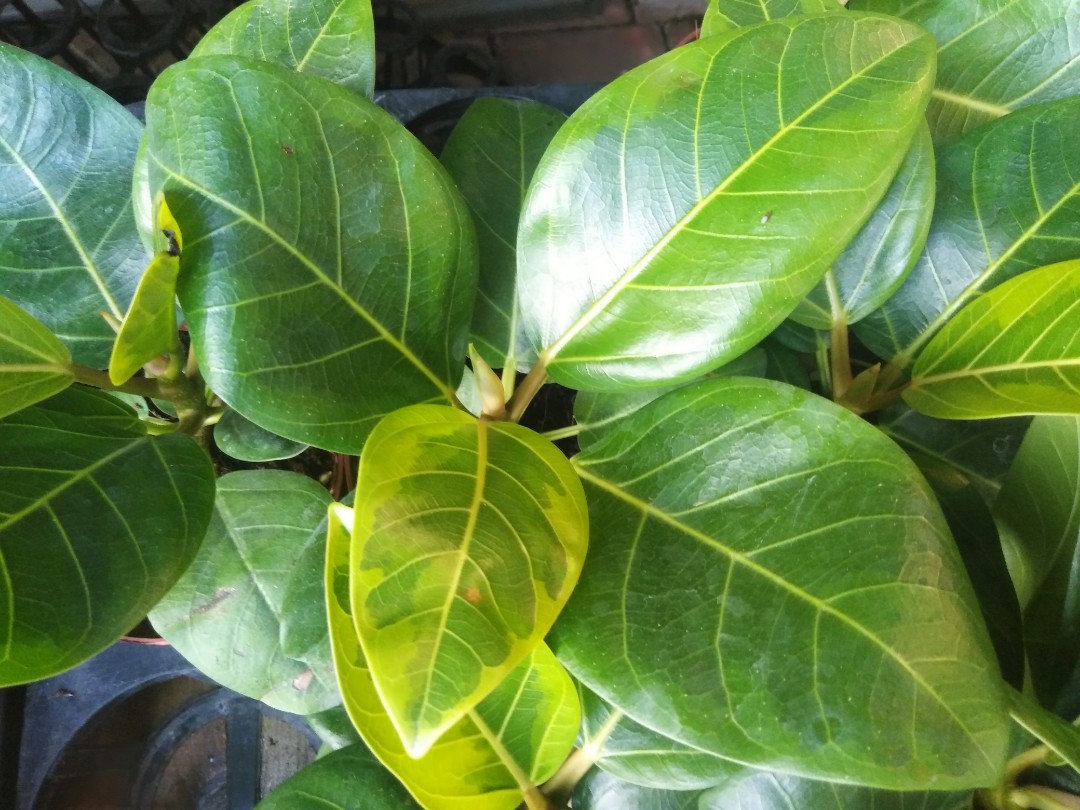 Ficus Benghalensis Variegata 花葉富貴榕, 傢俬＆家居, 園藝, 植物及種子 - Carousell