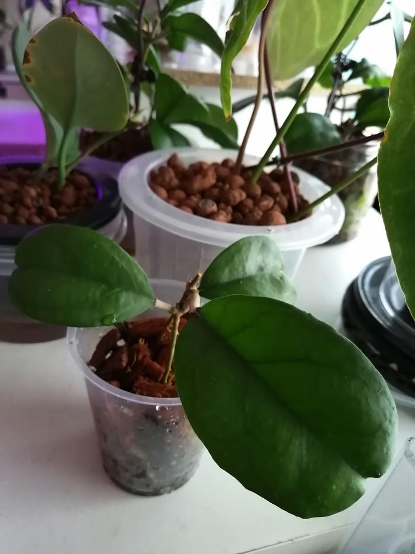 Hoya CV Viola, Furniture & Home Living, Gardening, Plants & Seeds on ...