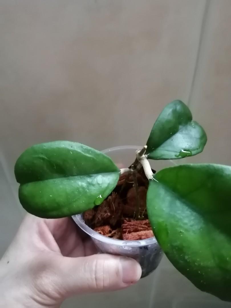 Hoya CV Viola, Furniture & Home Living, Gardening, Plants & Seeds on ...