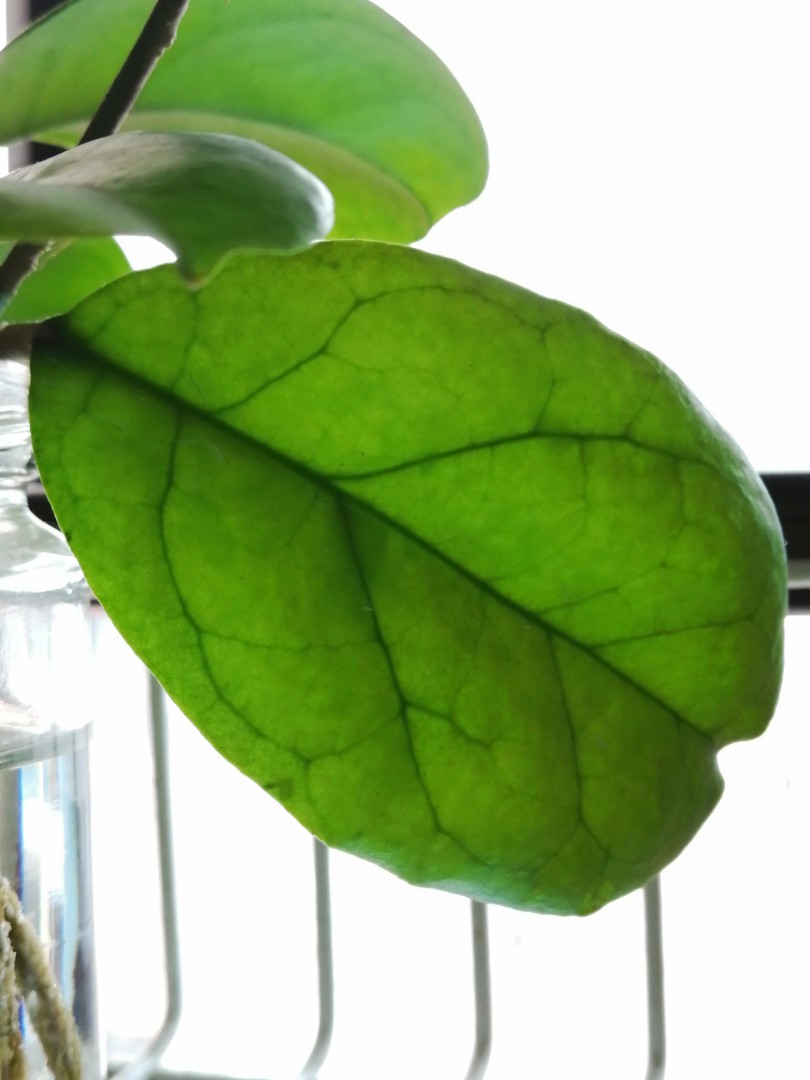 Hoya CV Viola, Furniture & Home Living, Gardening, Plants & Seeds on ...