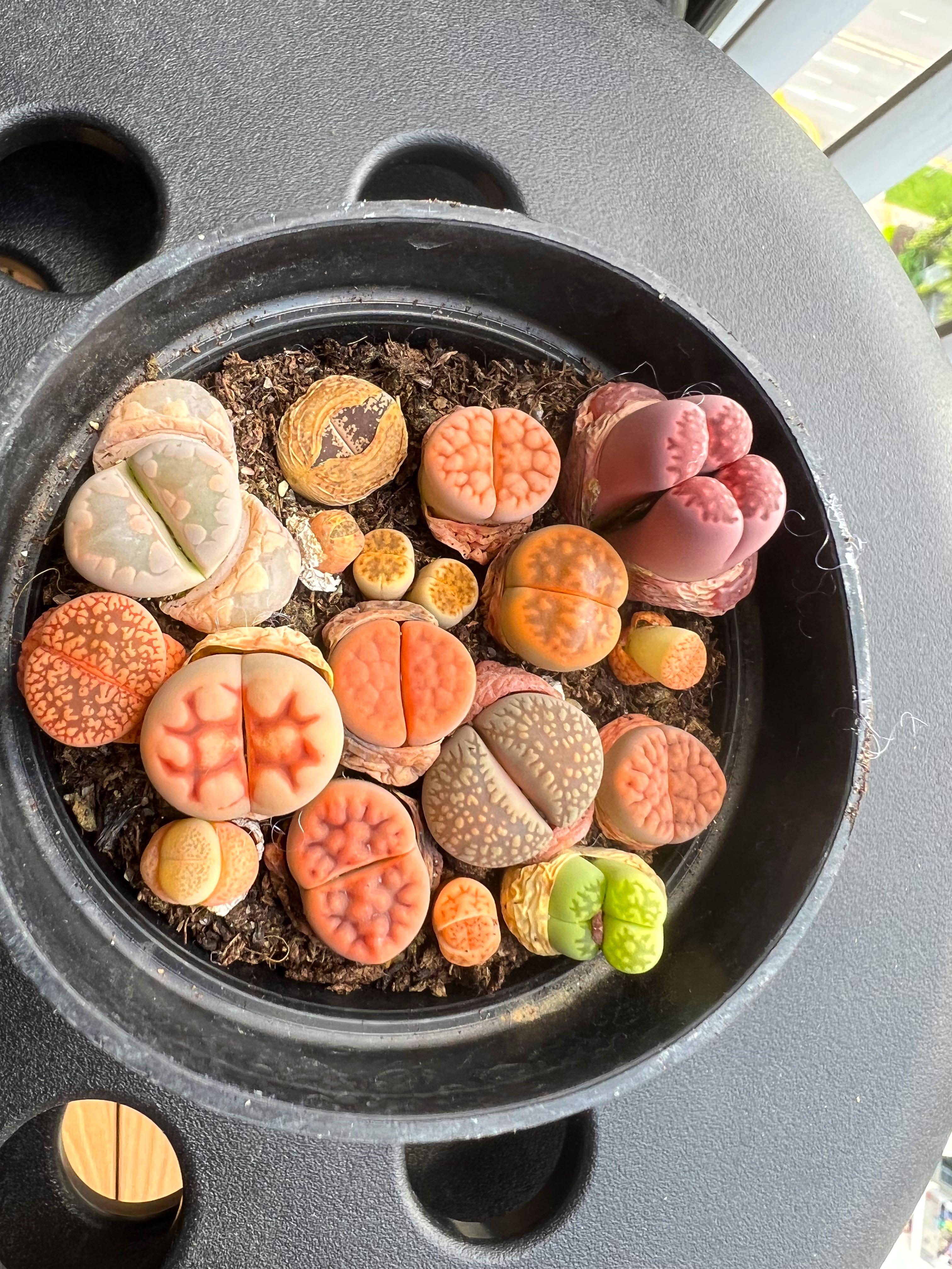 Lithop set with pot (as per pic), Furniture & Home Living, Gardening ...