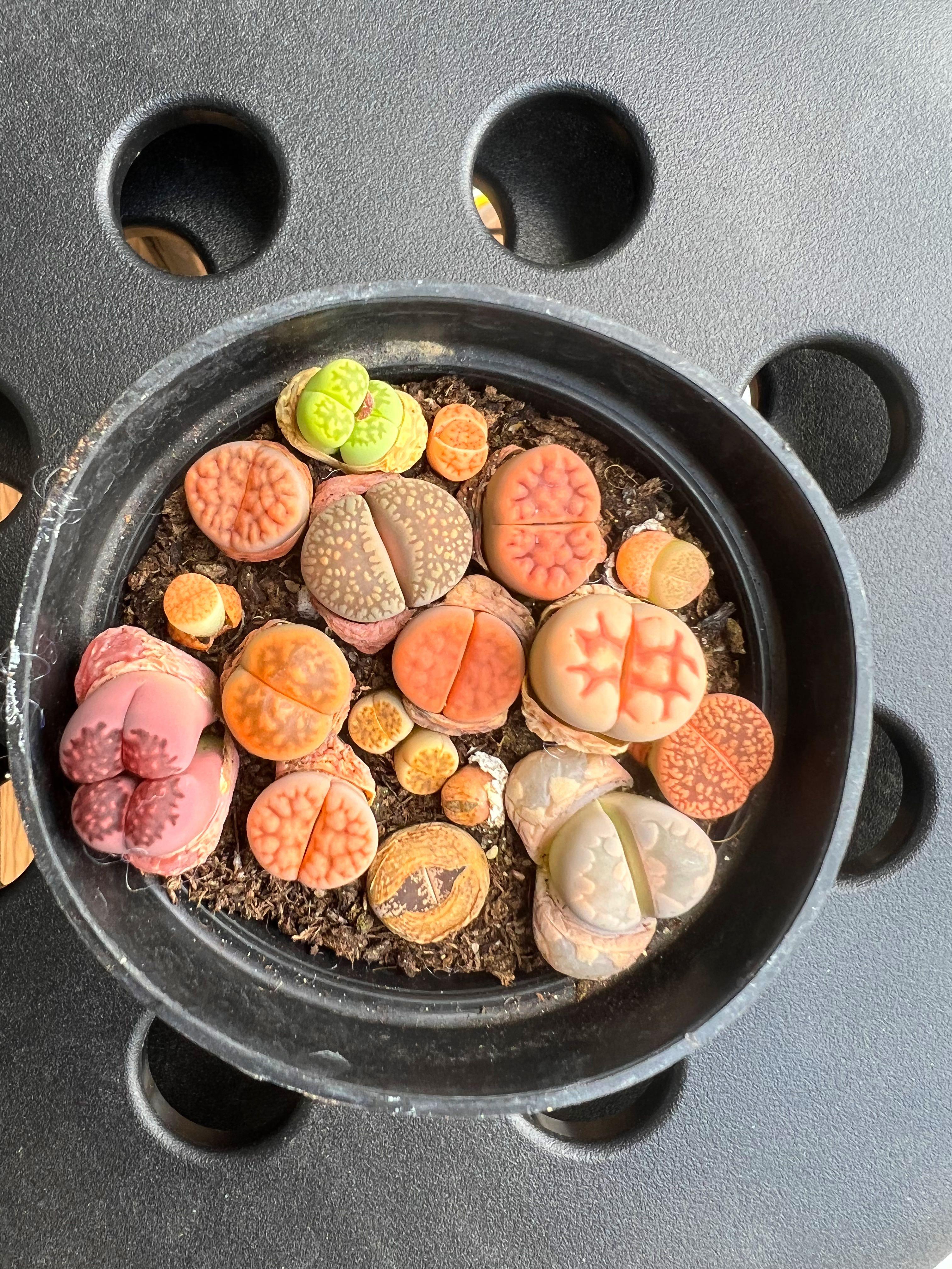 Lithop set with pot (as per pic), Furniture & Home Living, Gardening ...