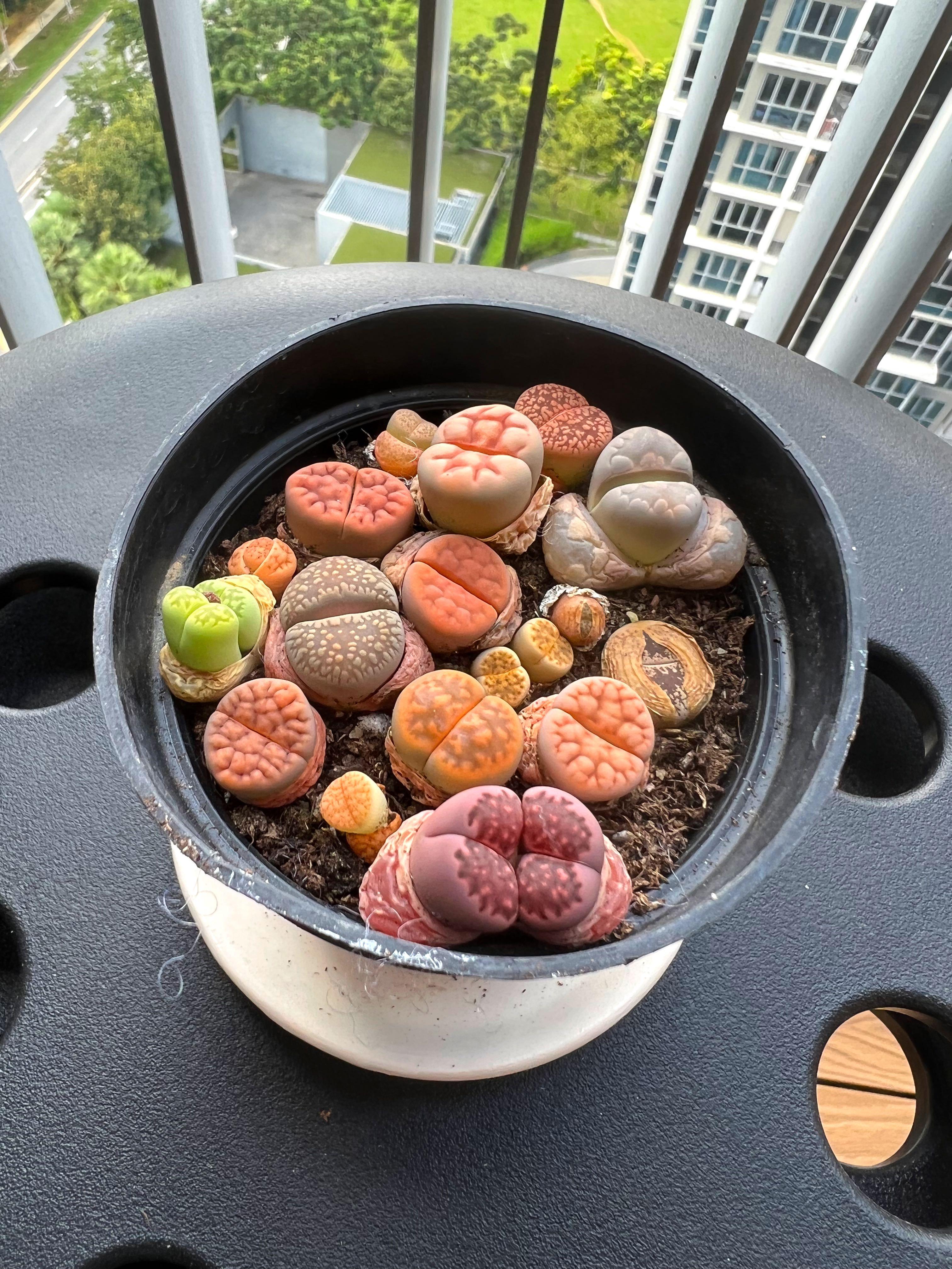 Lithop set with pot (as per pic), Furniture & Home Living, Gardening ...