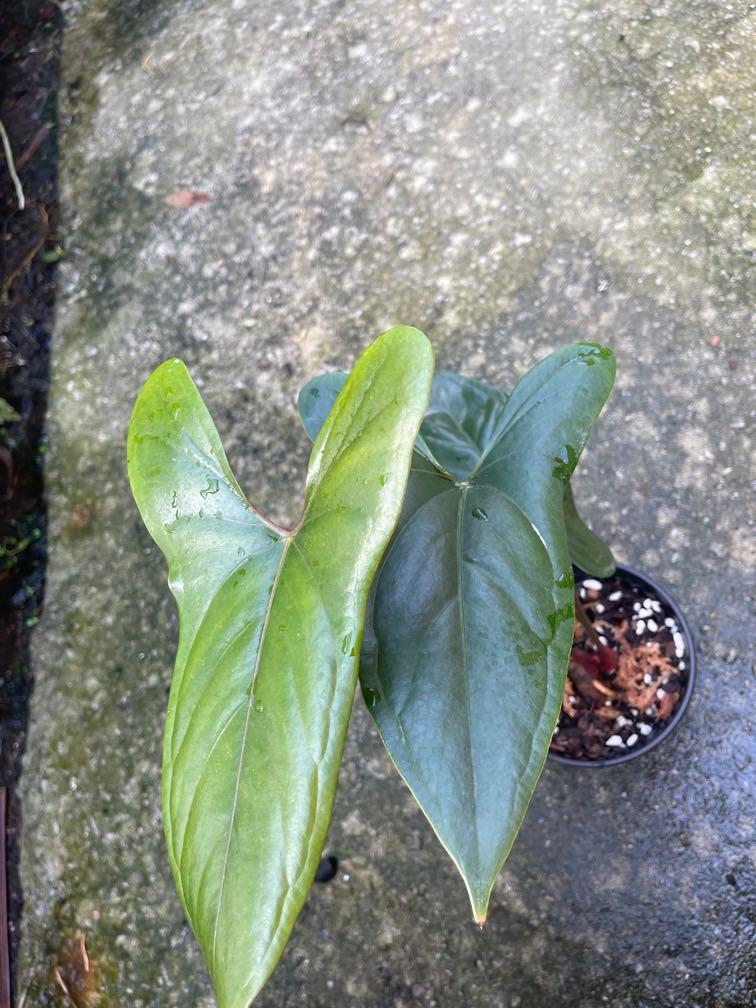 Anthurium sp napo, Furniture & Home Living, Gardening, Plants & Seeds ...