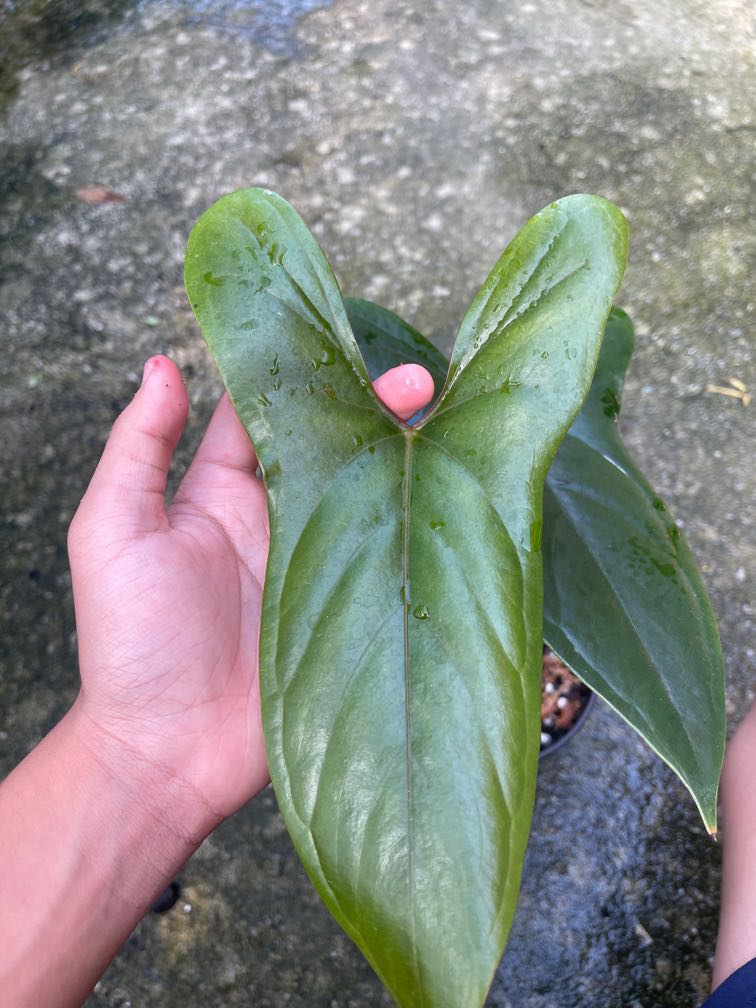 Anthurium sp napo, Furniture & Home Living, Gardening, Plants & Seeds ...
