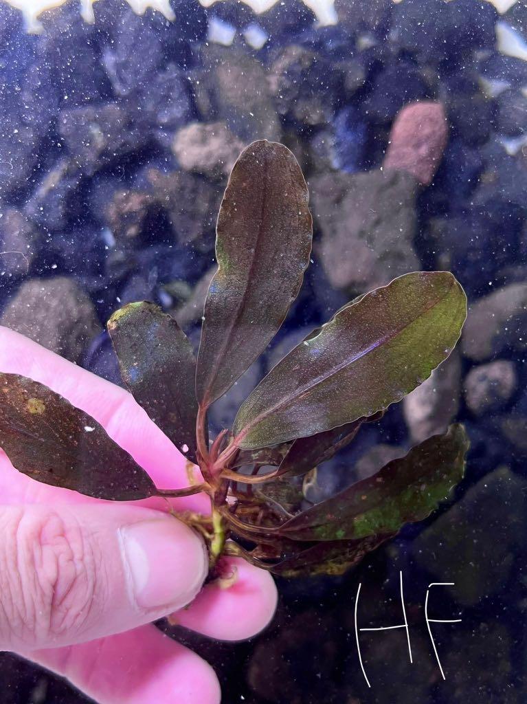 Hellfire Bucephalandra, Furniture & Home Living, Gardening, Plants & Seeds on Carousell