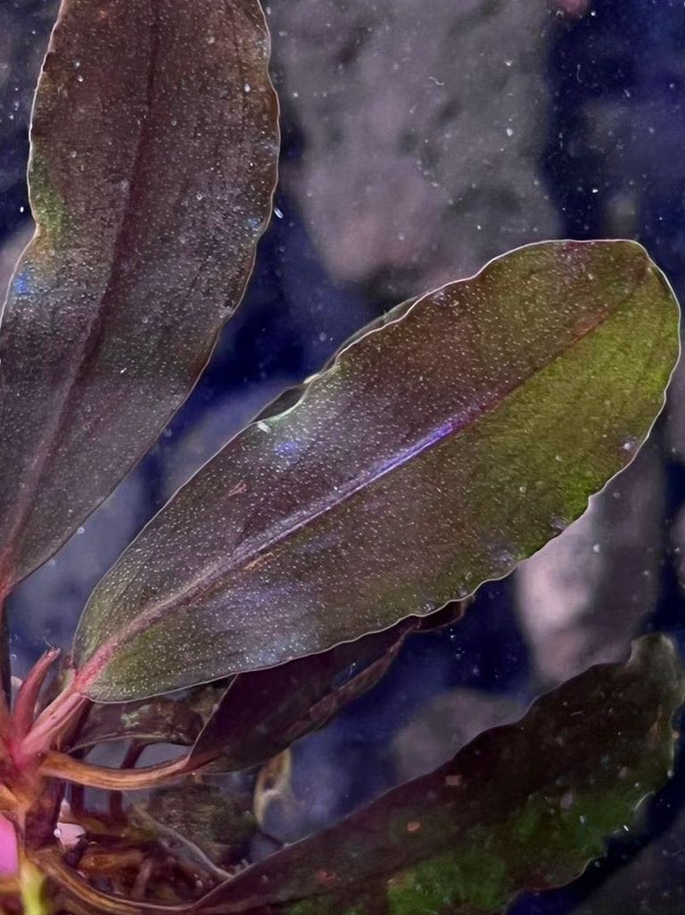 Hellfire Bucephalandra, Furniture & Home Living, Gardening, Plants ...