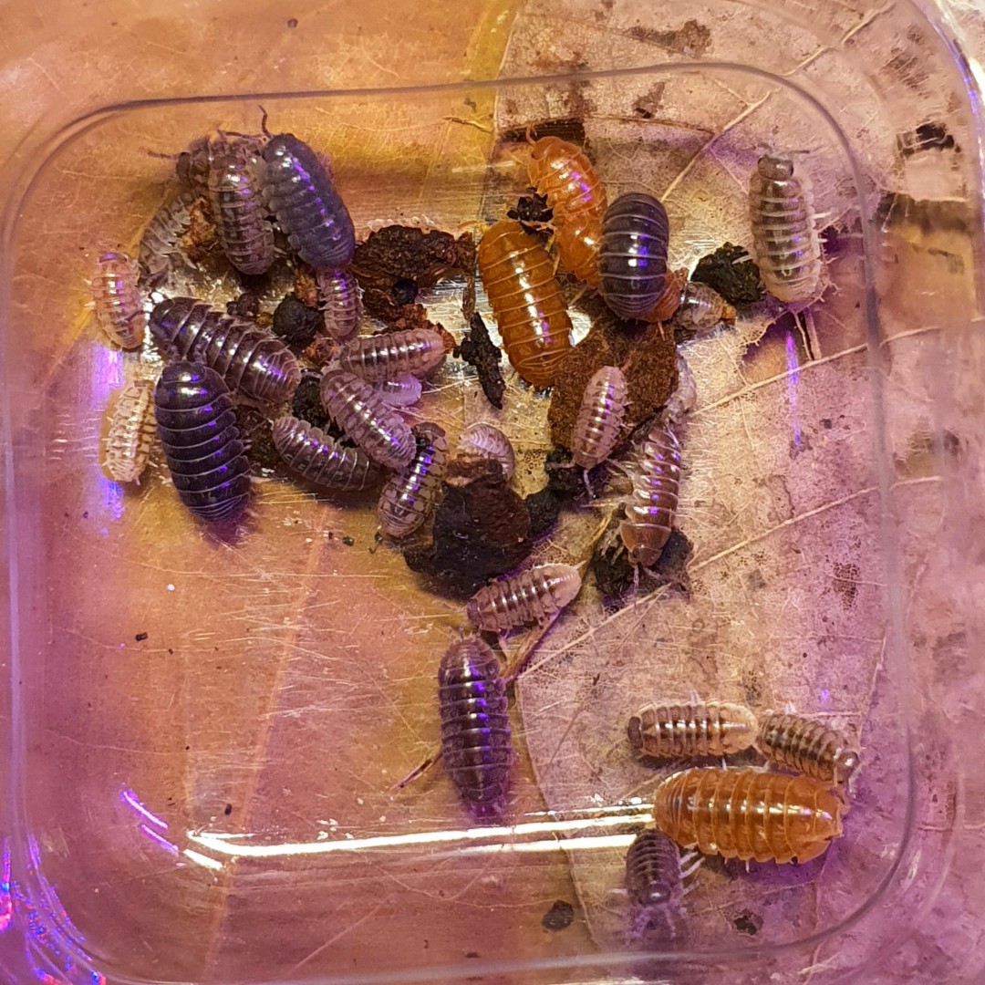 Live bait- 35 for $30 Armadillidium isopod (Porcellio Magnificus and ...