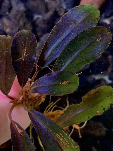 Neo Amanda Bucephalandra, Furniture & Home Living, Gardening, Plants ...