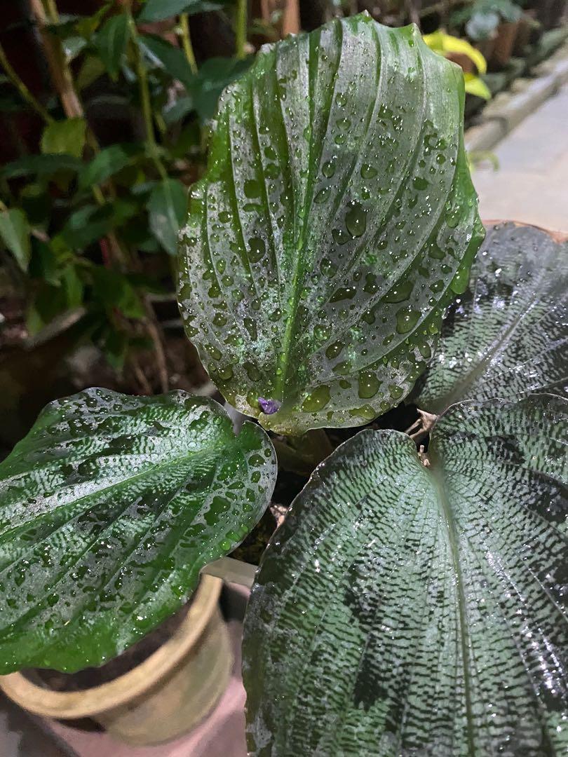 Peacock Ginger, Furniture & Home Living, Gardening, Plants & Seeds on ...