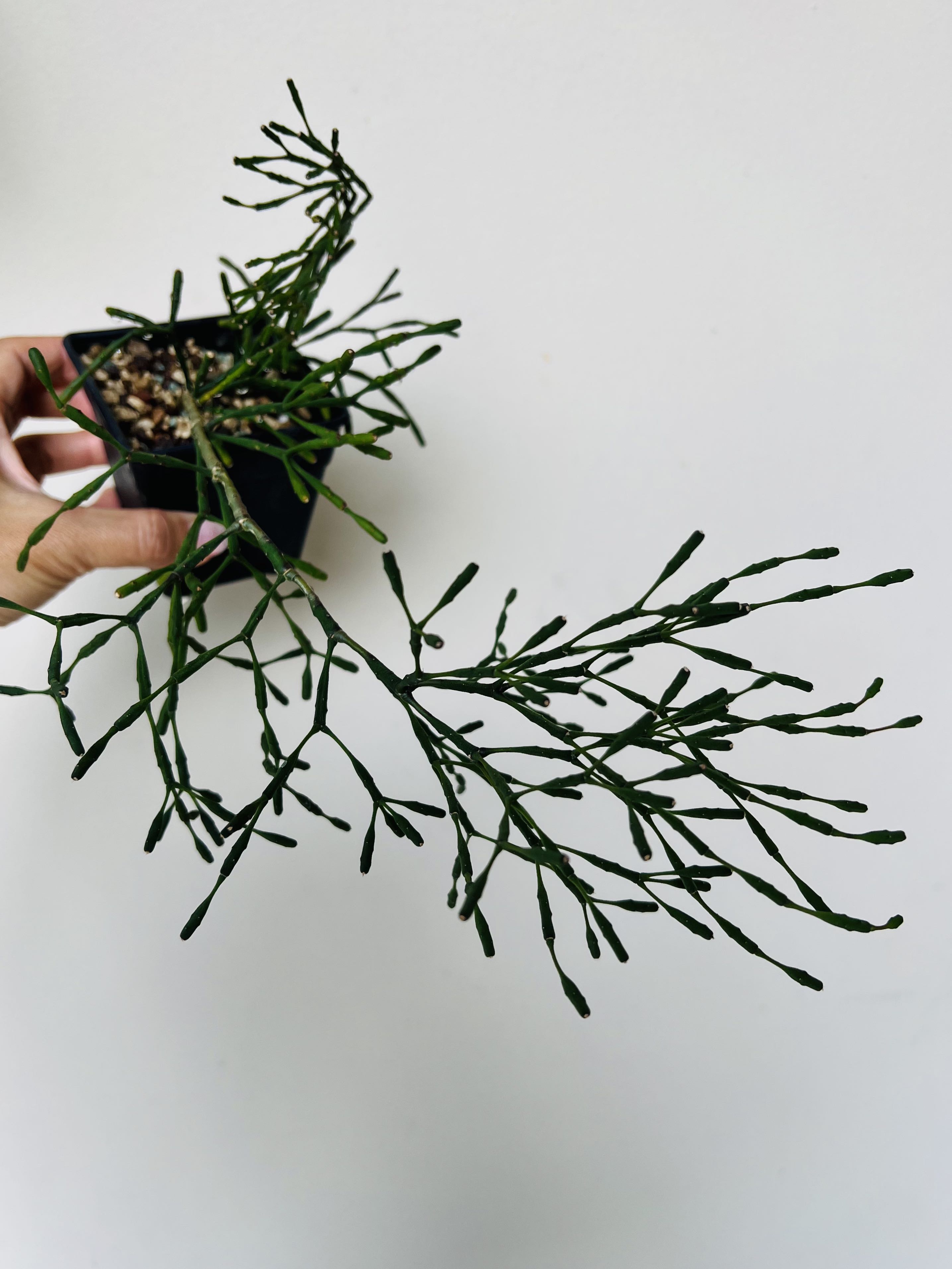 Dancing bones cactus / Hatiora salicornioides, Furniture & Home Living ...