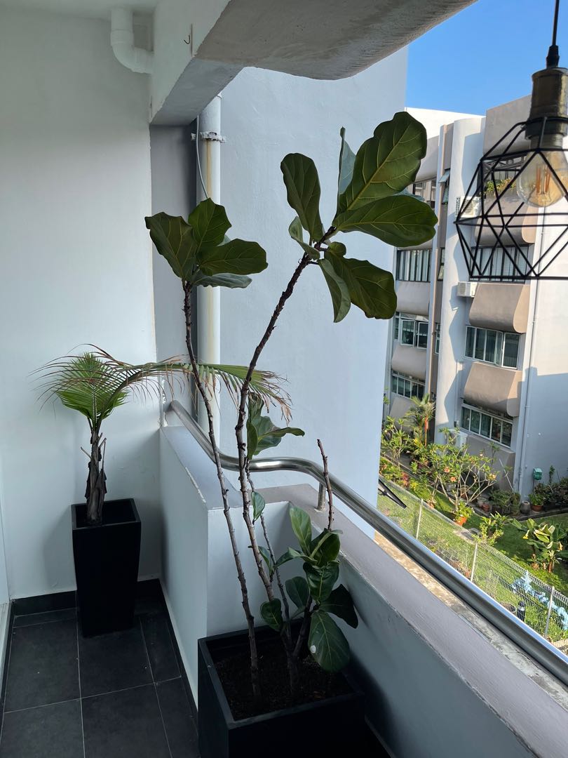 Outdoor Plants - Fiddle Leaf Figs for Sale, Furniture & Home Living ...