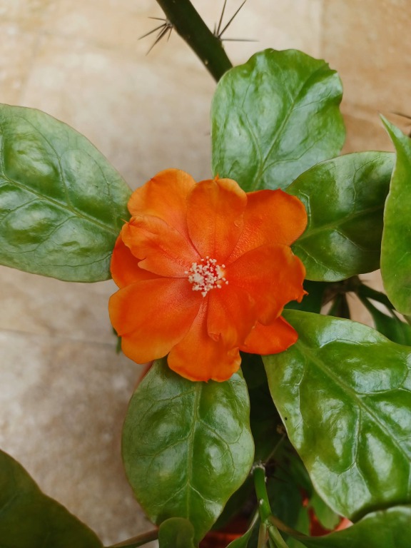 Seven Star Needle/Pereskia Bleo, Furniture & Home Living, Gardening ...