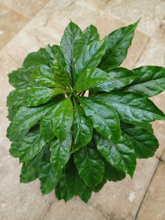 Seven Star Needle/Pereskia Bleo, Furniture & Home Living, Gardening ...